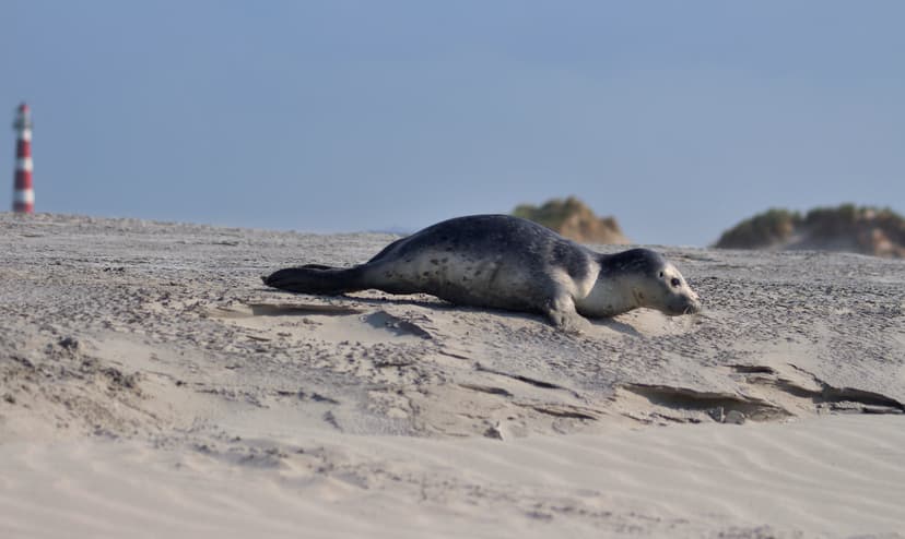 Ameland